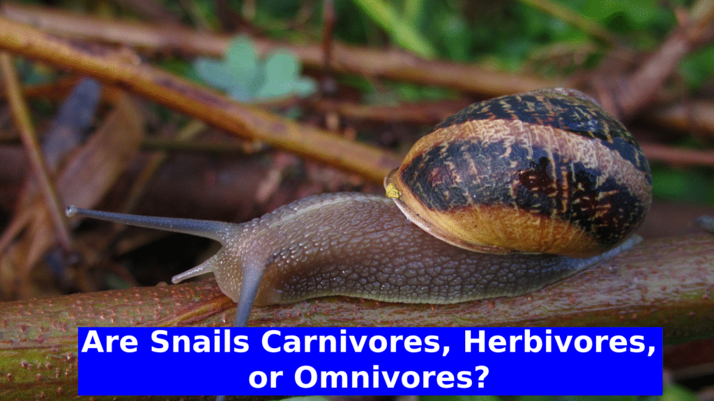 Are Snails Carnivores, Herbivores, or Omnivores? - Brandsprof